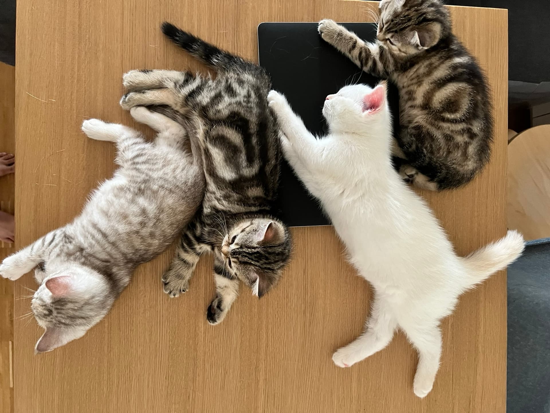 How to render zoomable image with Shadcn UI and Tailwind CSS in Next.js | Nico's Blog